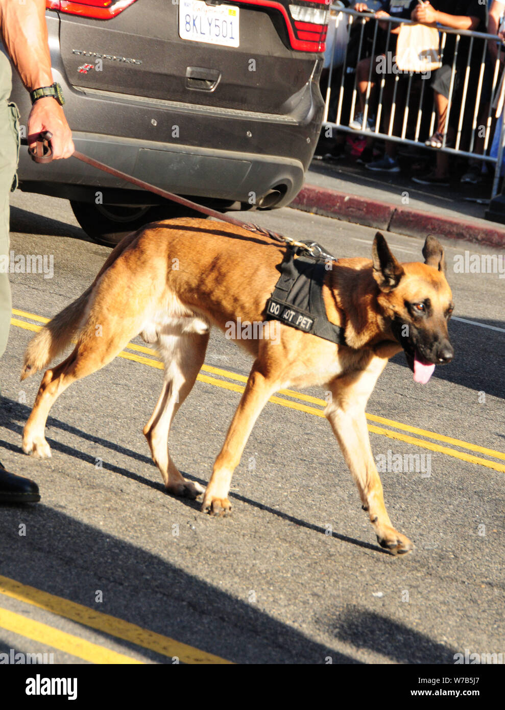 Chinese german shepherd hi-res stock photography and images - Alamy