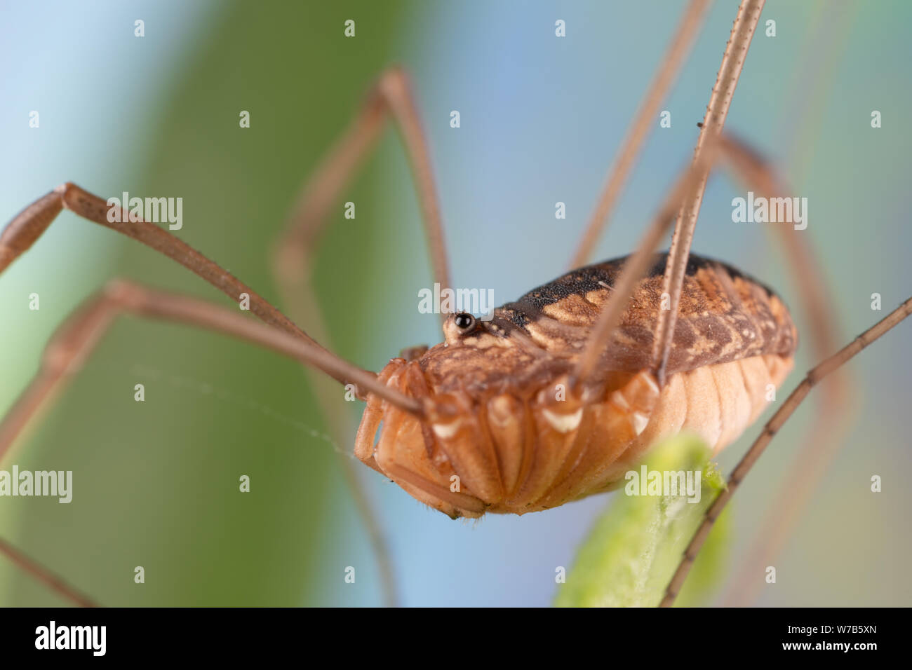 Harvestmen Daddy Longlegs close up sitting on a leaf Stock Photo - Alamy