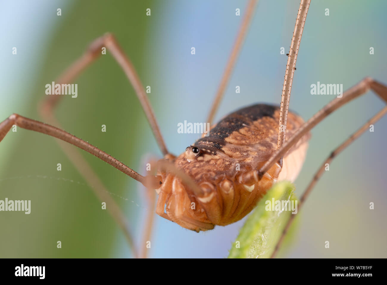 Harvestmen Daddy Longlegs close up sitting on a leaf Stock Photo - Alamy