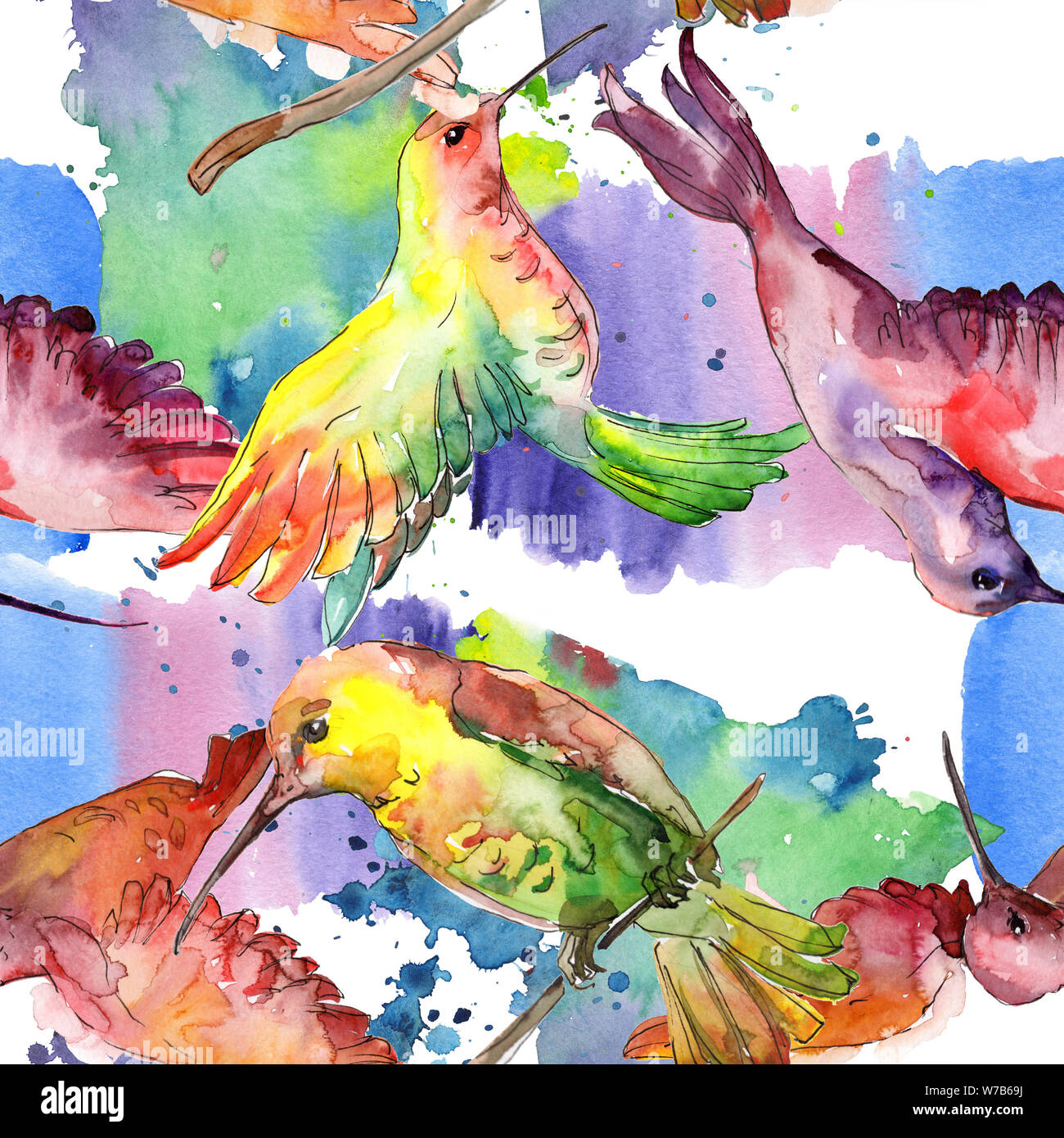 Sky bird colibri in a wildlife. Watercolor background illustration set ...