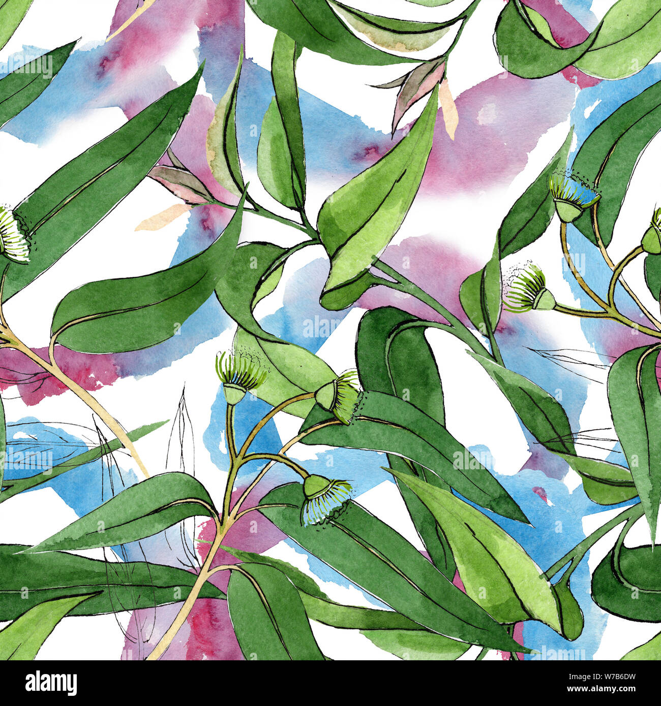 Eucaliptus floral botanical flowers. Watercolor background illustration ...