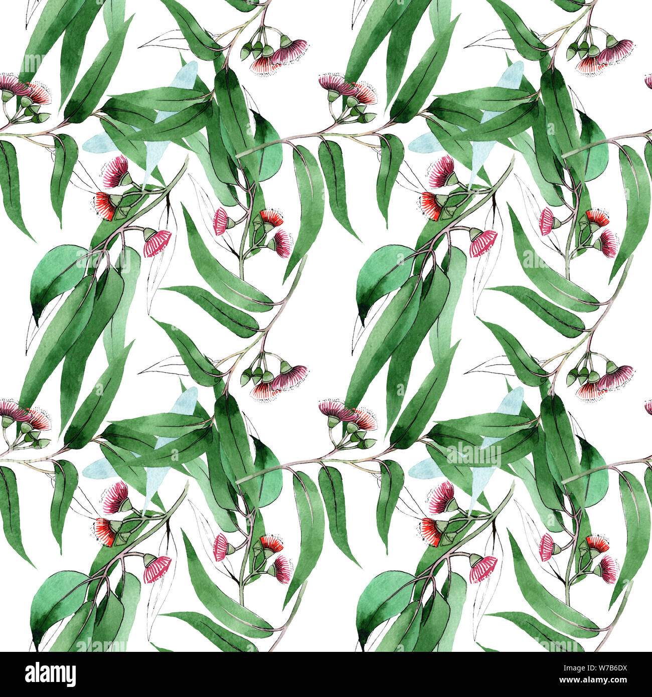 Eucaliptus floral botanical flowers. Watercolor background illustration ...