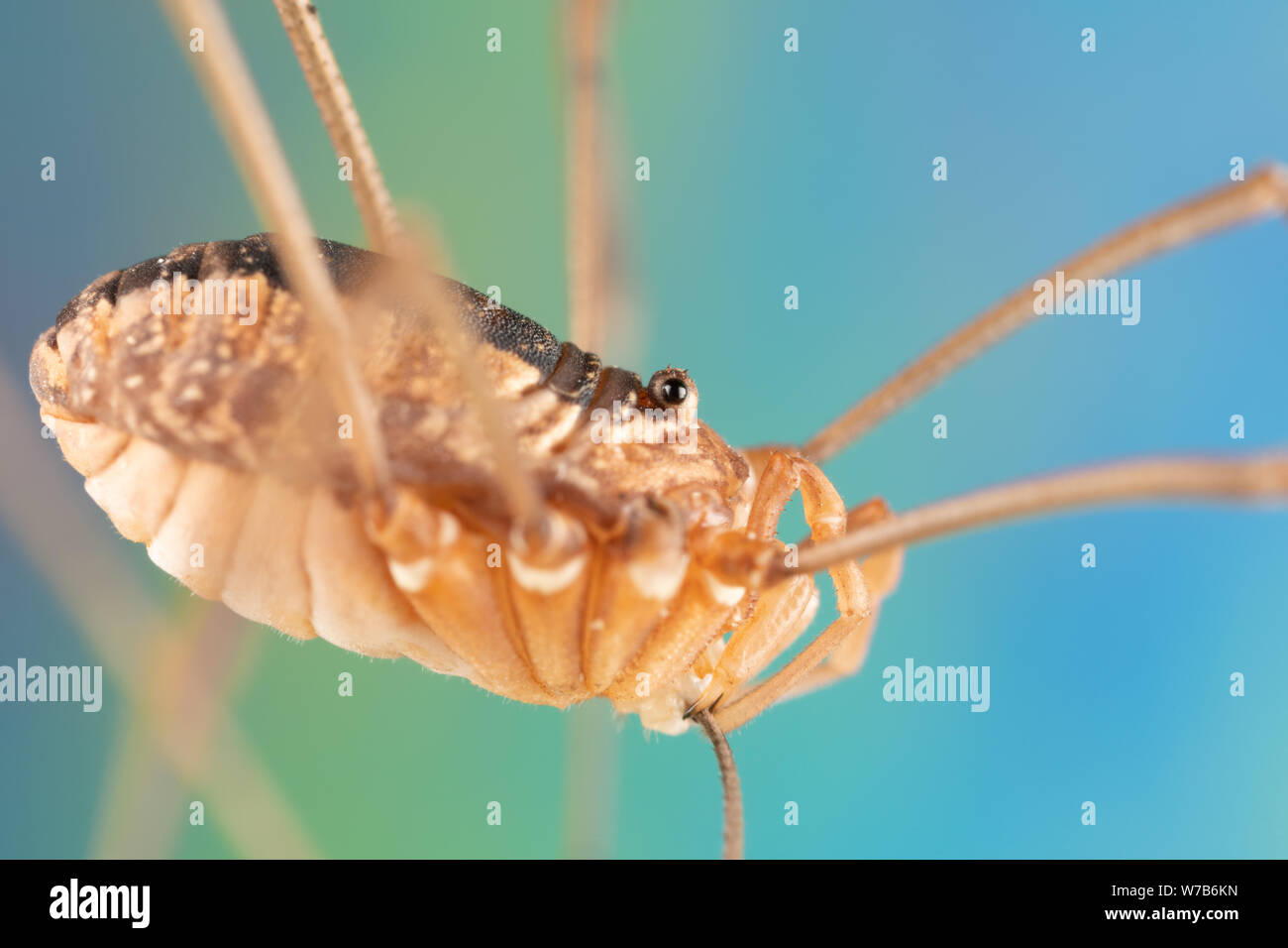 Rare harvestmen hi-res stock photography and images - Alamy