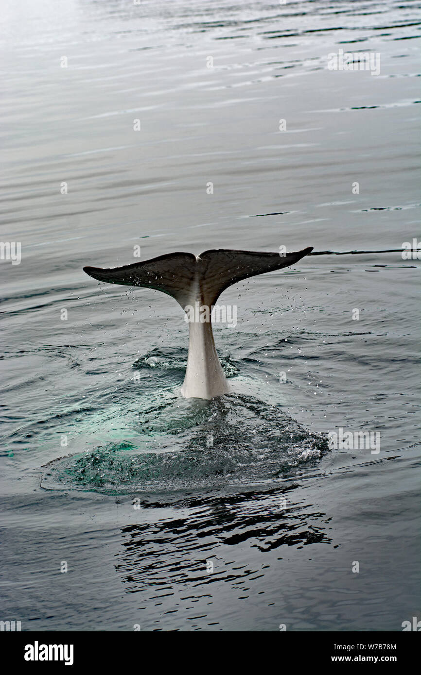 Hvladimir the beluga whale hi-res stock photography and images - Alamy