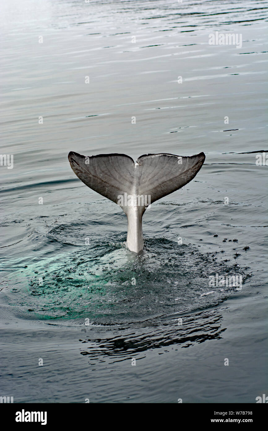 Hvladimir the beluga whale hi-res stock photography and images - Alamy