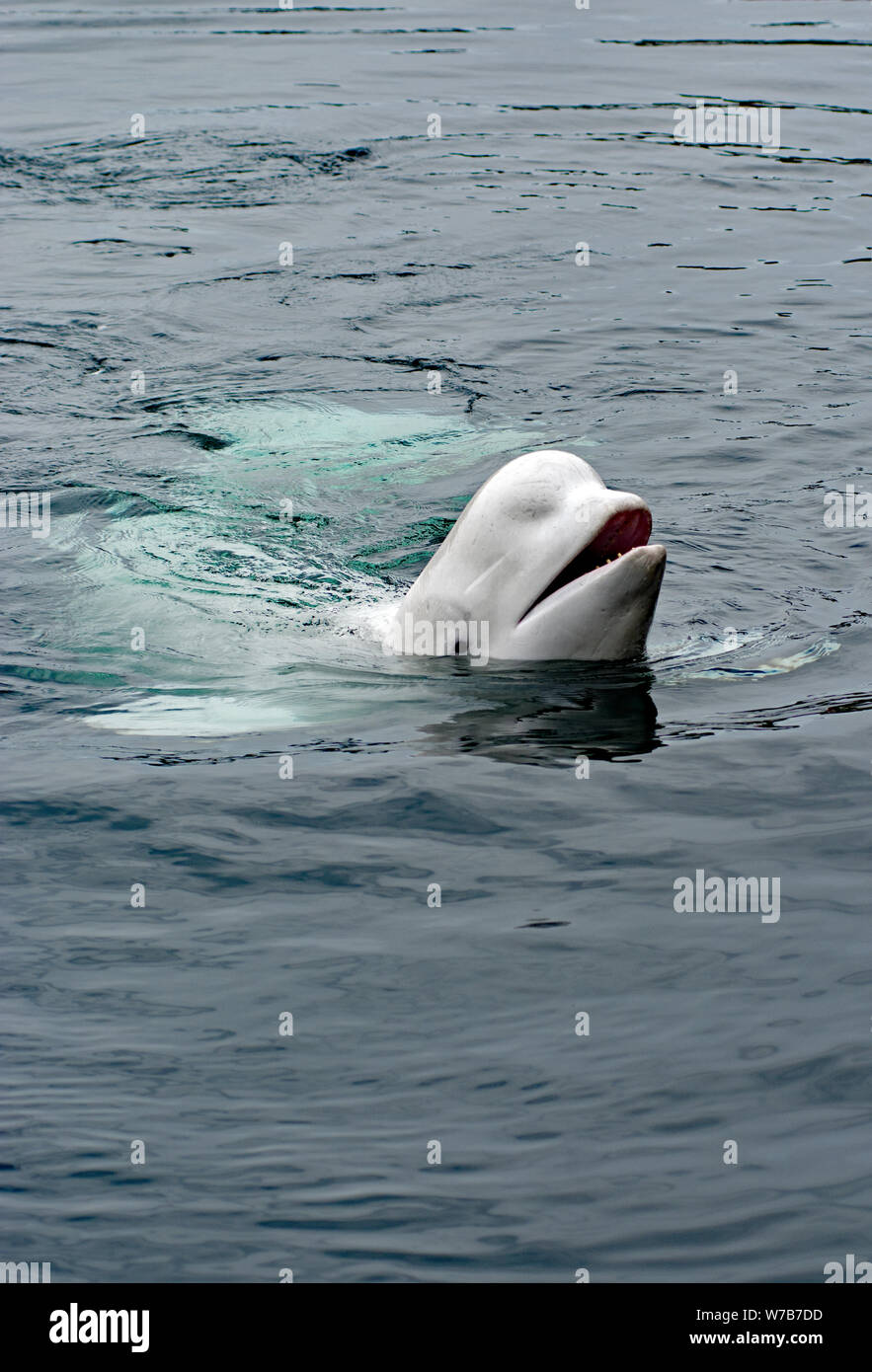 Hvladimir the beluga whale hi-res stock photography and images - Alamy