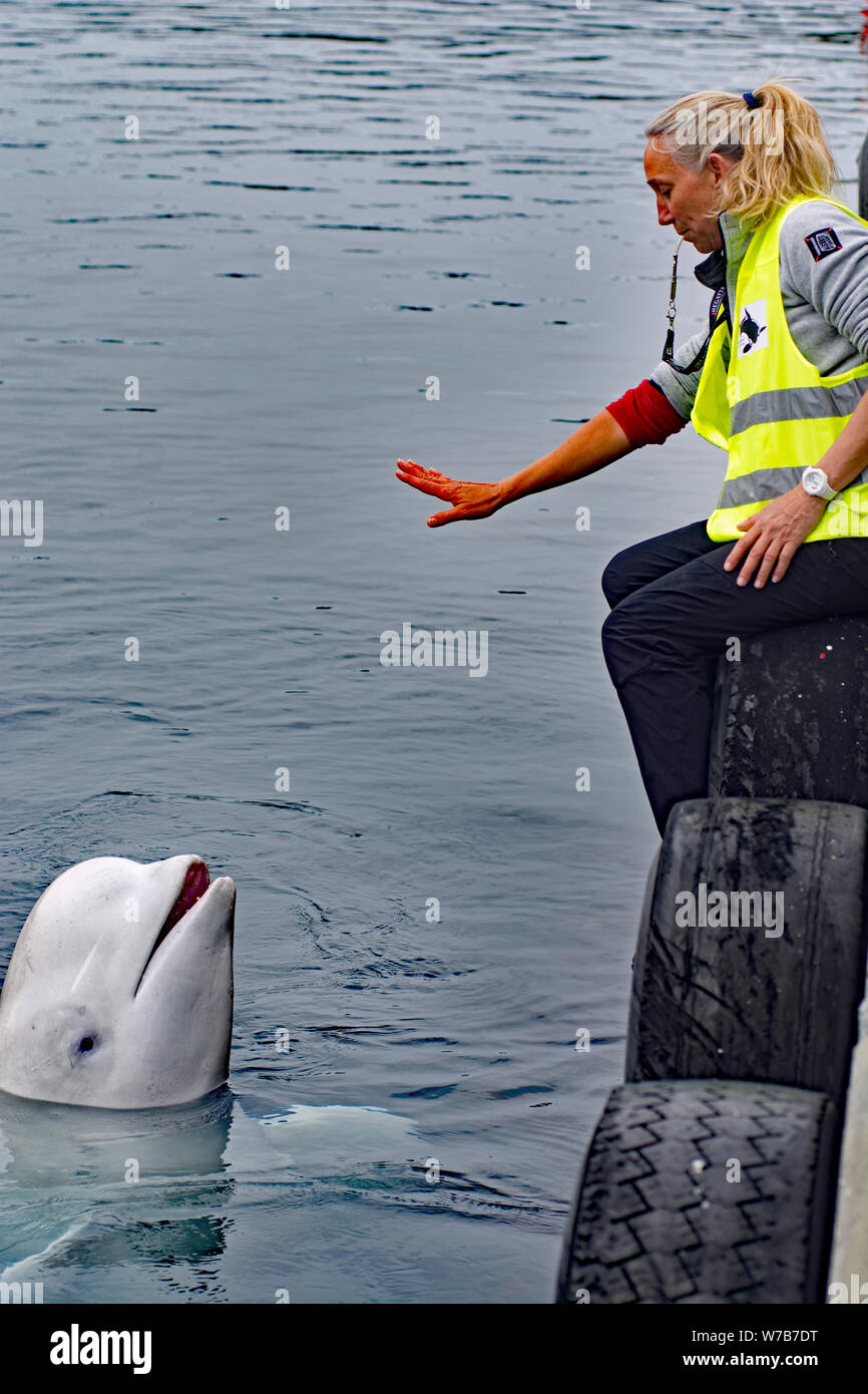 Hvladimir the beluga whale hi-res stock photography and images - Alamy