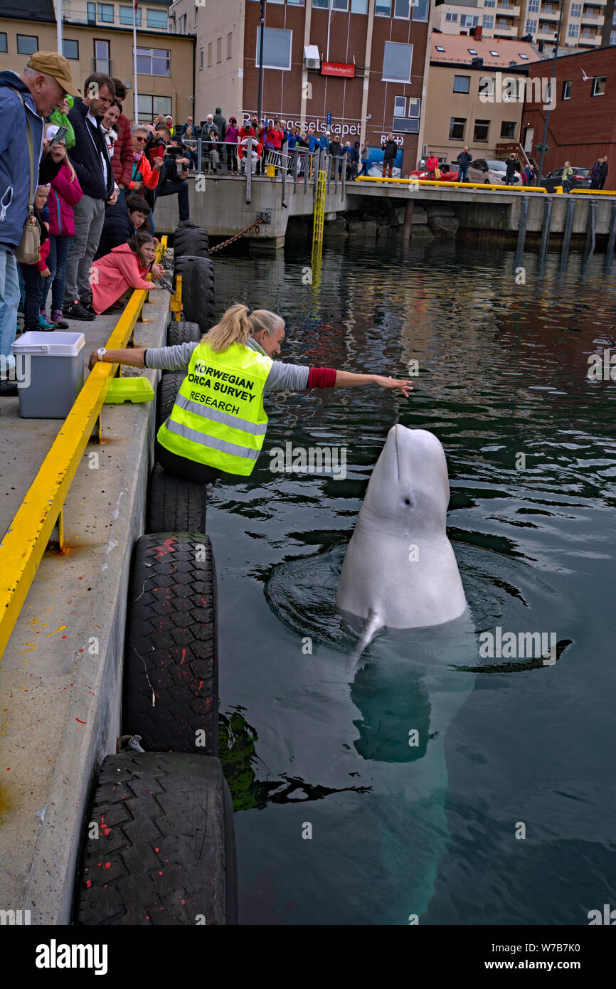 Hvladimir the beluga whale hi-res stock photography and images - Alamy
