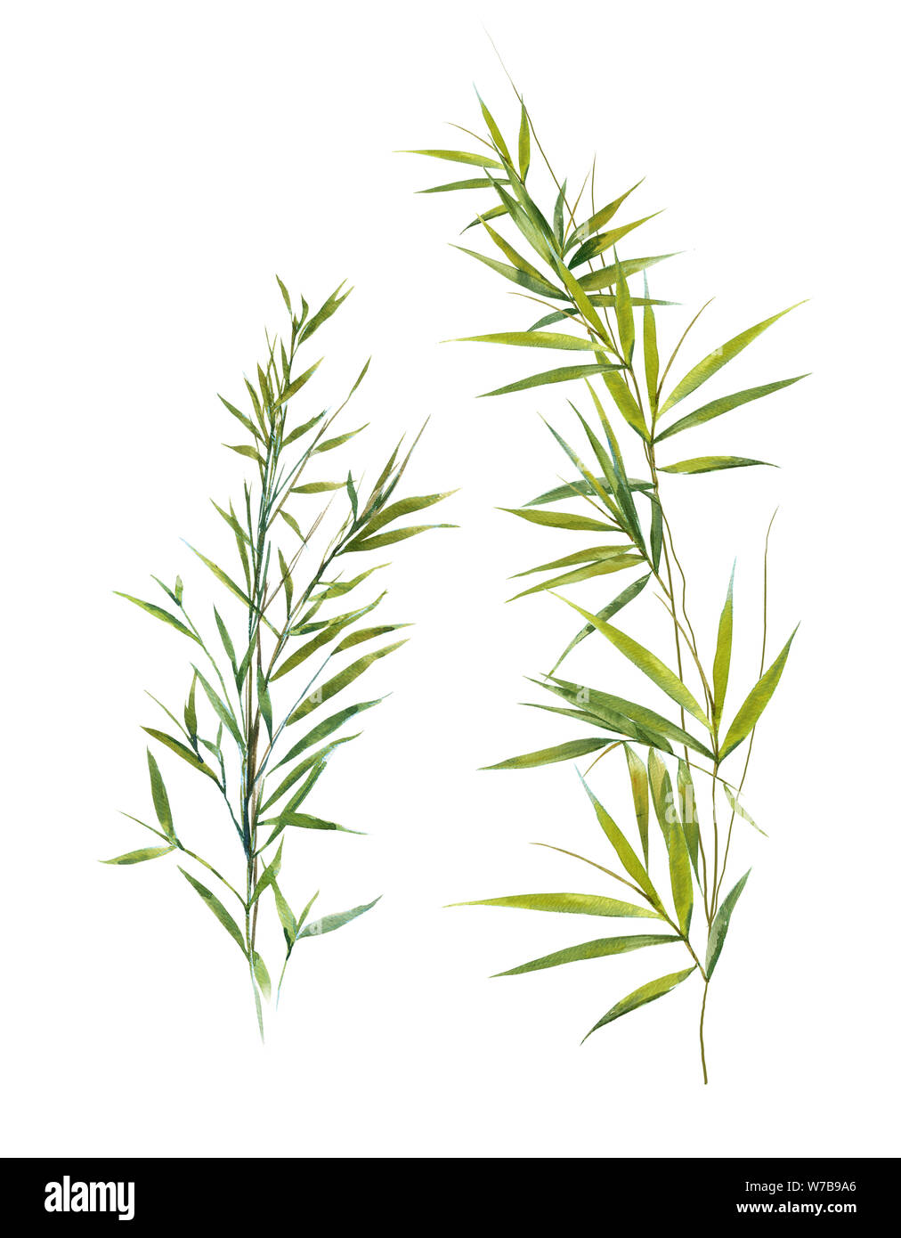 Watercolor illustration of bamboo leaves , on white background Stock ...