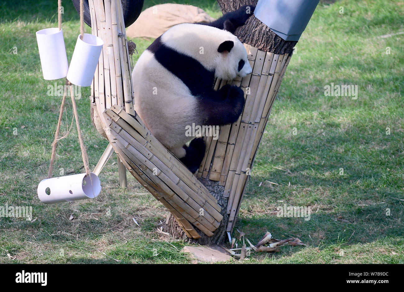 Panda hall hi-res stock photography and images - Alamy