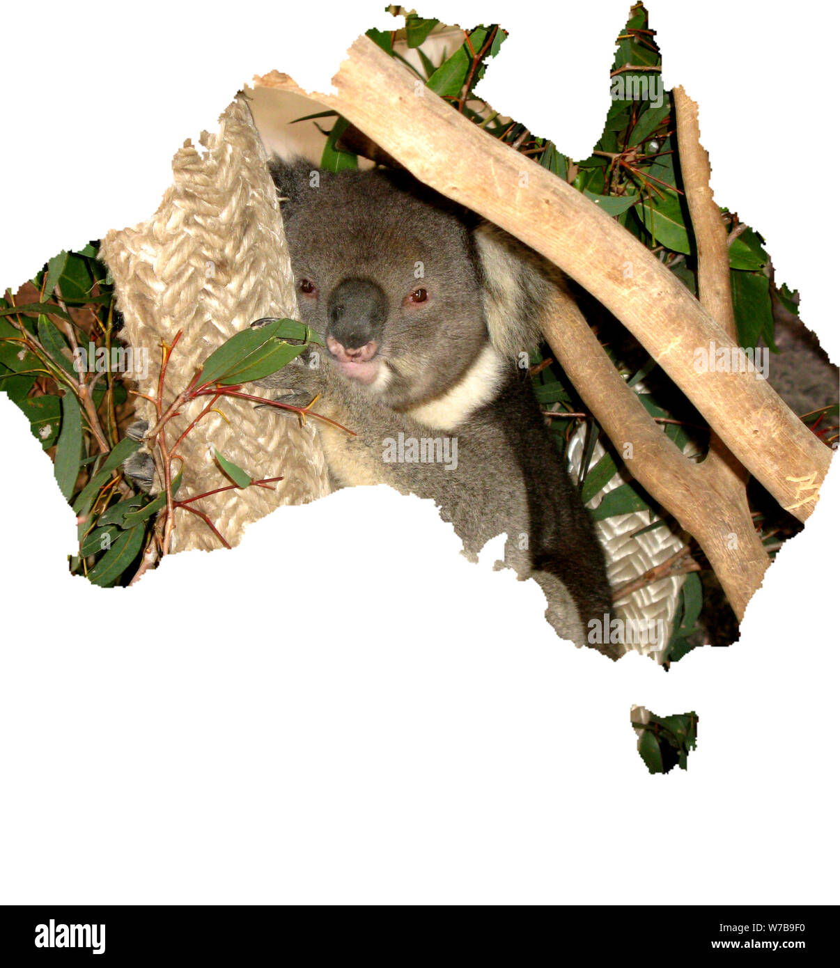 Koala nose Cut Out Stock Images & Pictures - Alamy