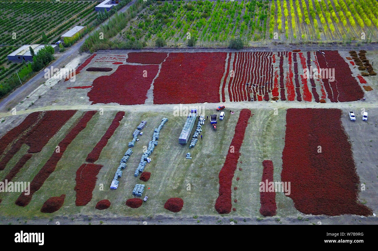 Aerial view of the chili peppers for air-drying in Bayingol Mongolian ...