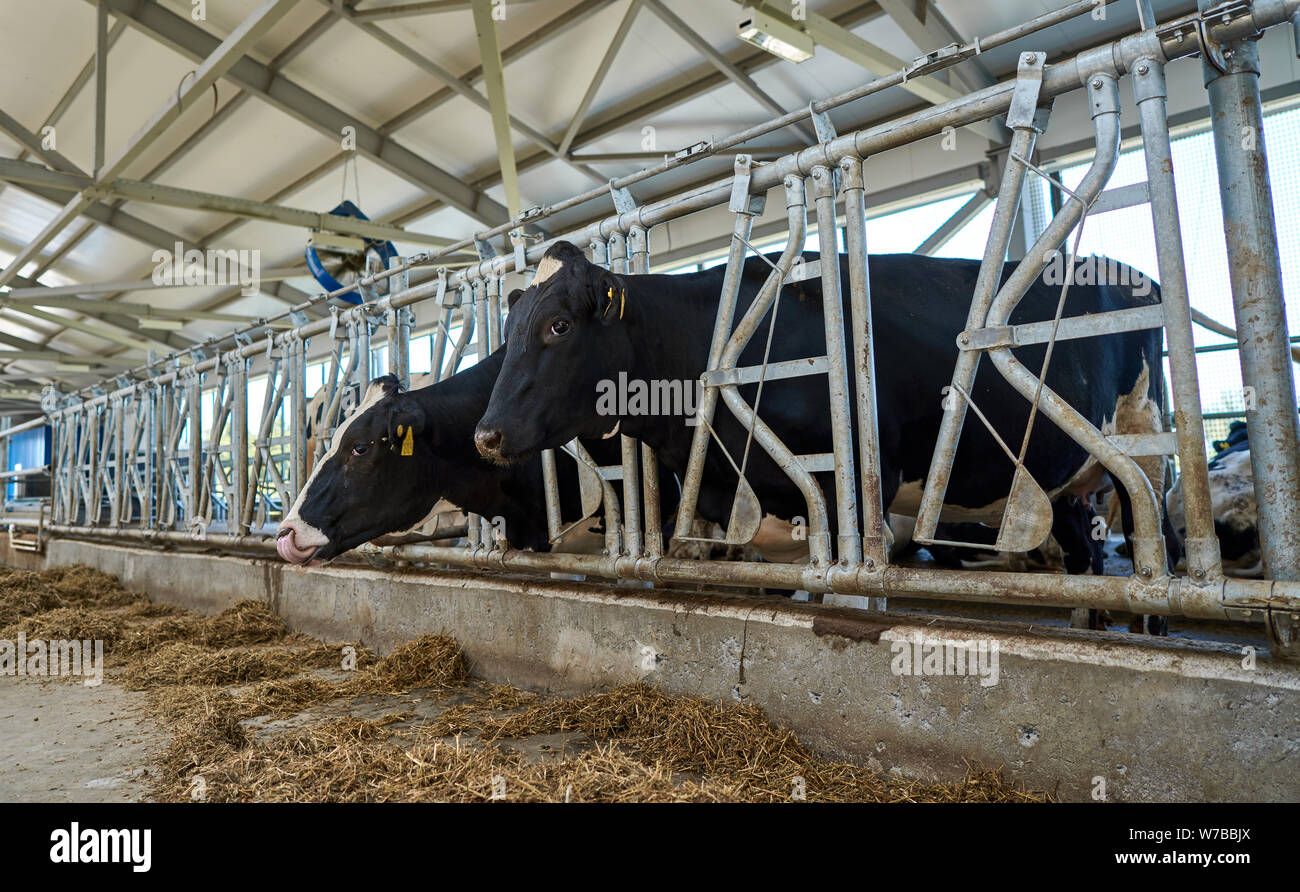 beautiful cows in a modern barn Stock Photo - Alamy