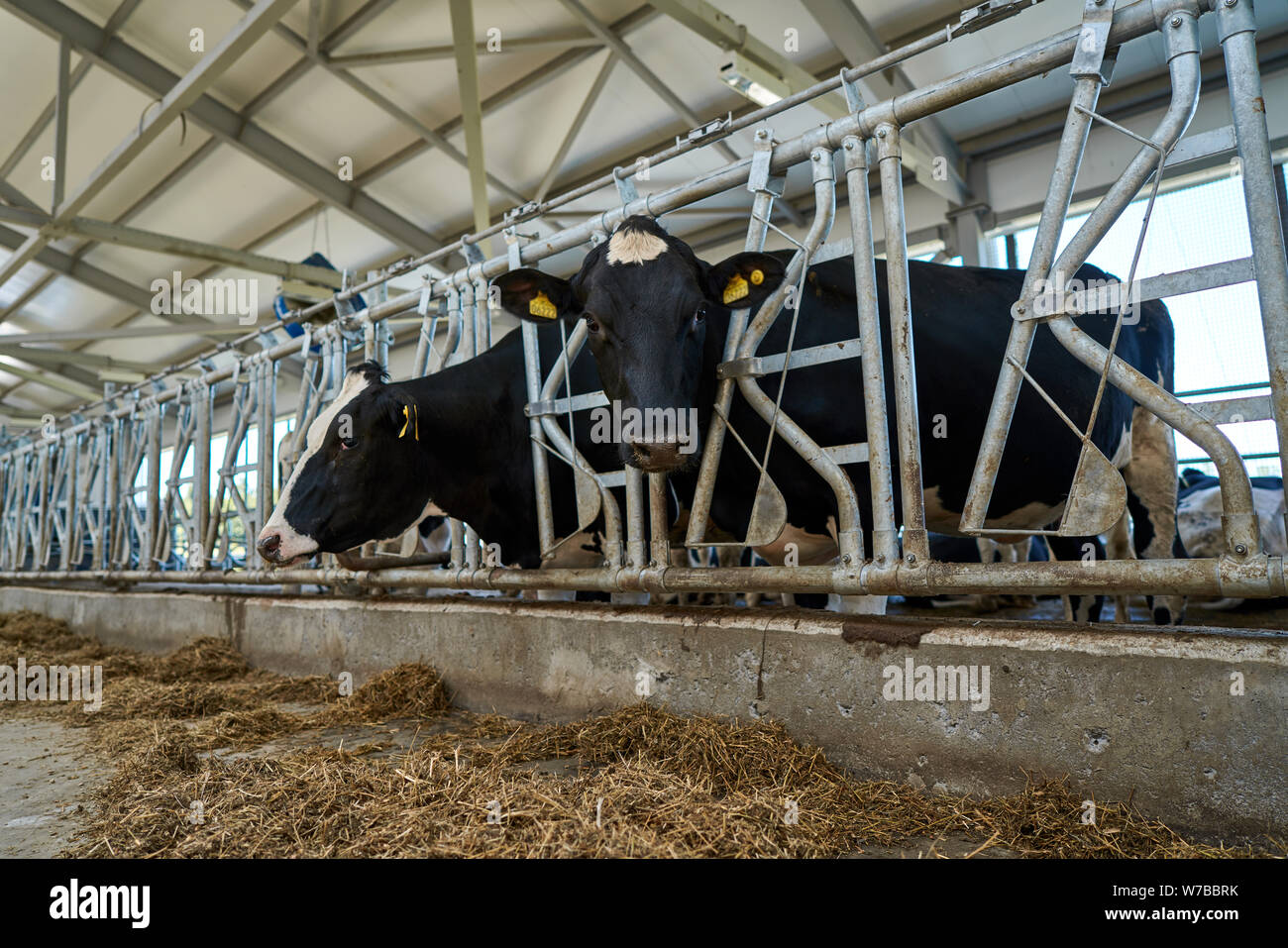 beautiful cows in a modern barn Stock Photo - Alamy