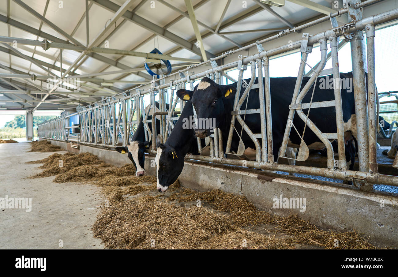 beautiful cows in a modern barn Stock Photo - Alamy