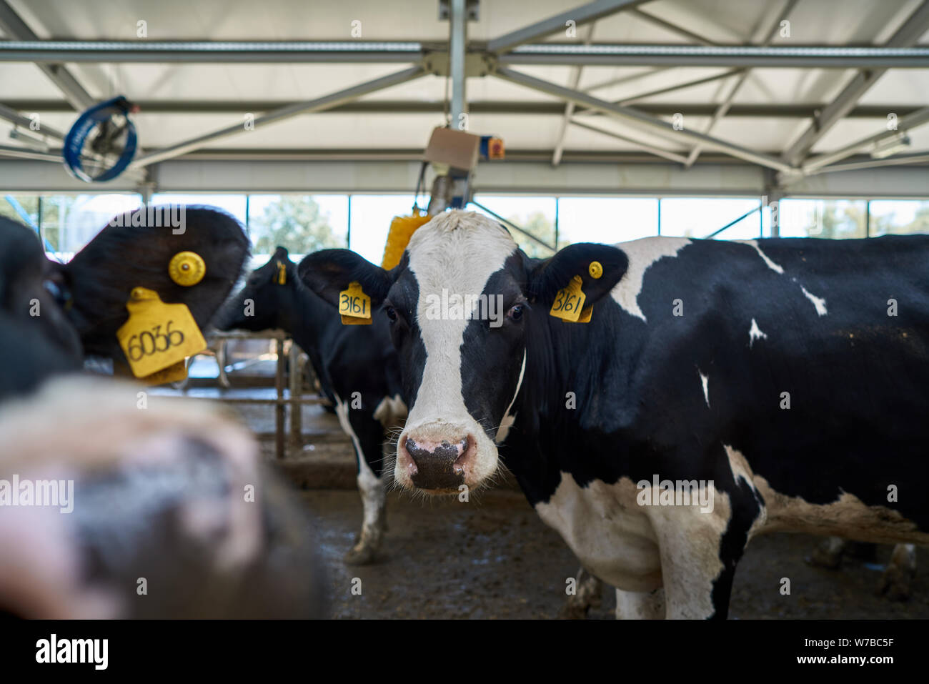 beautiful cows in a modern barn Stock Photo - Alamy