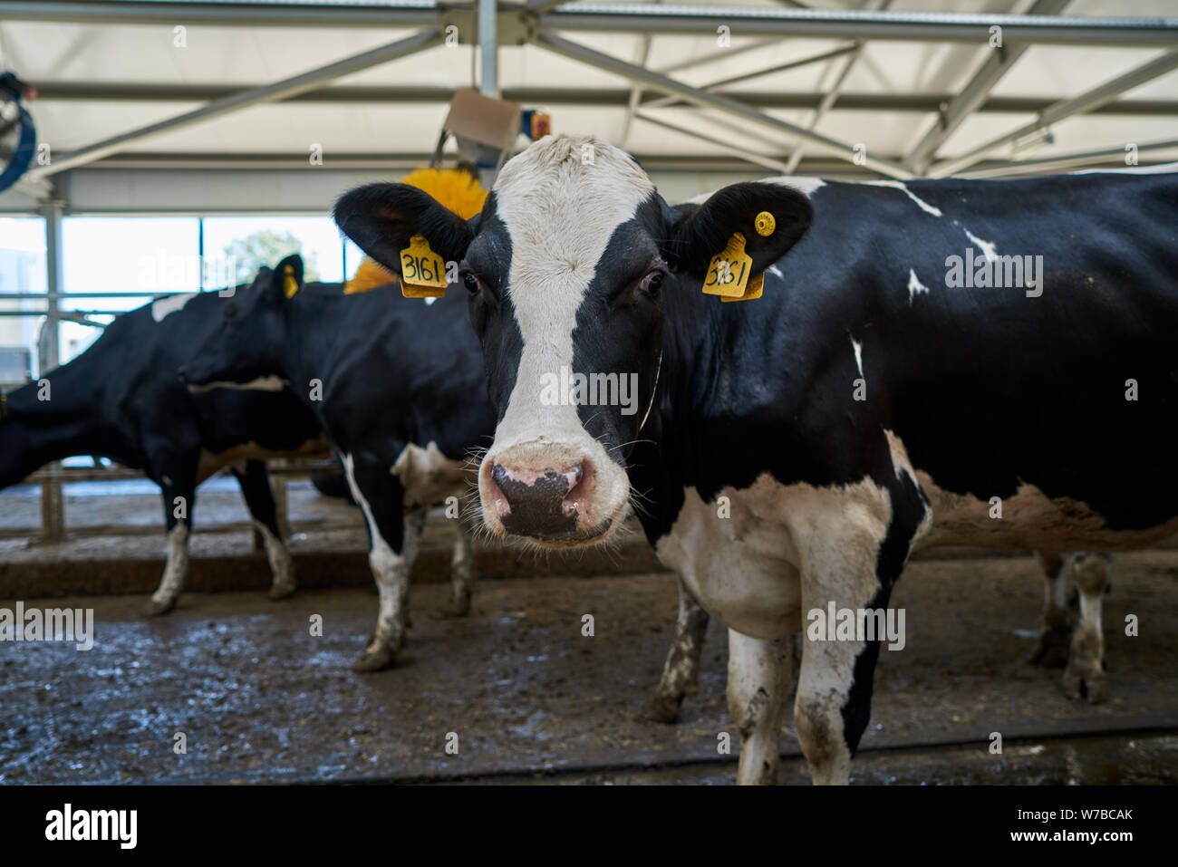 beautiful cows in a modern barn Stock Photo - Alamy