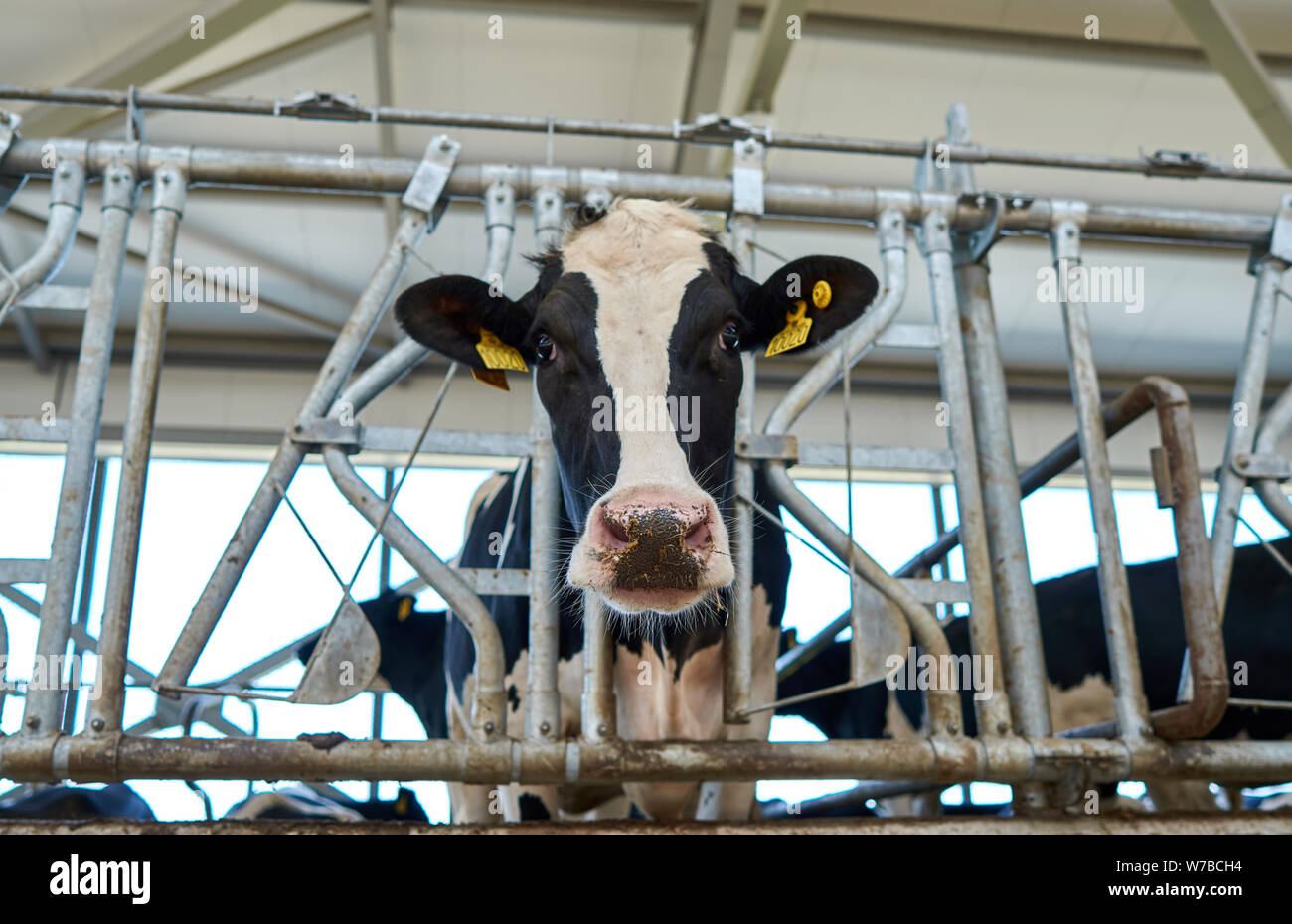 beautiful cows in a modern barn Stock Photo - Alamy