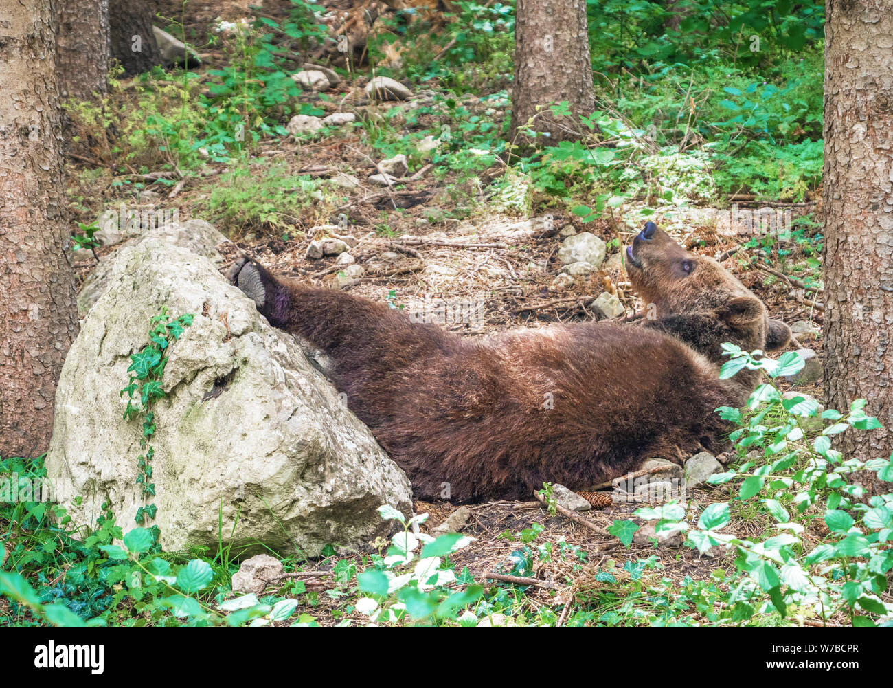 Marsican brown bear abruzzo hi-res stock photography and images - Alamy