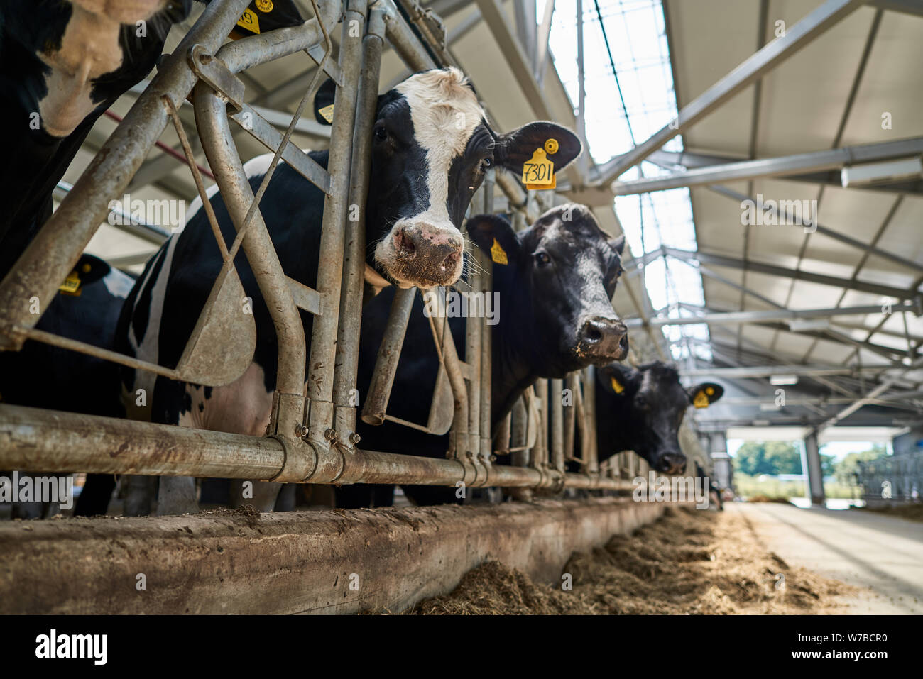 beautiful cows in a modern barn Stock Photo - Alamy