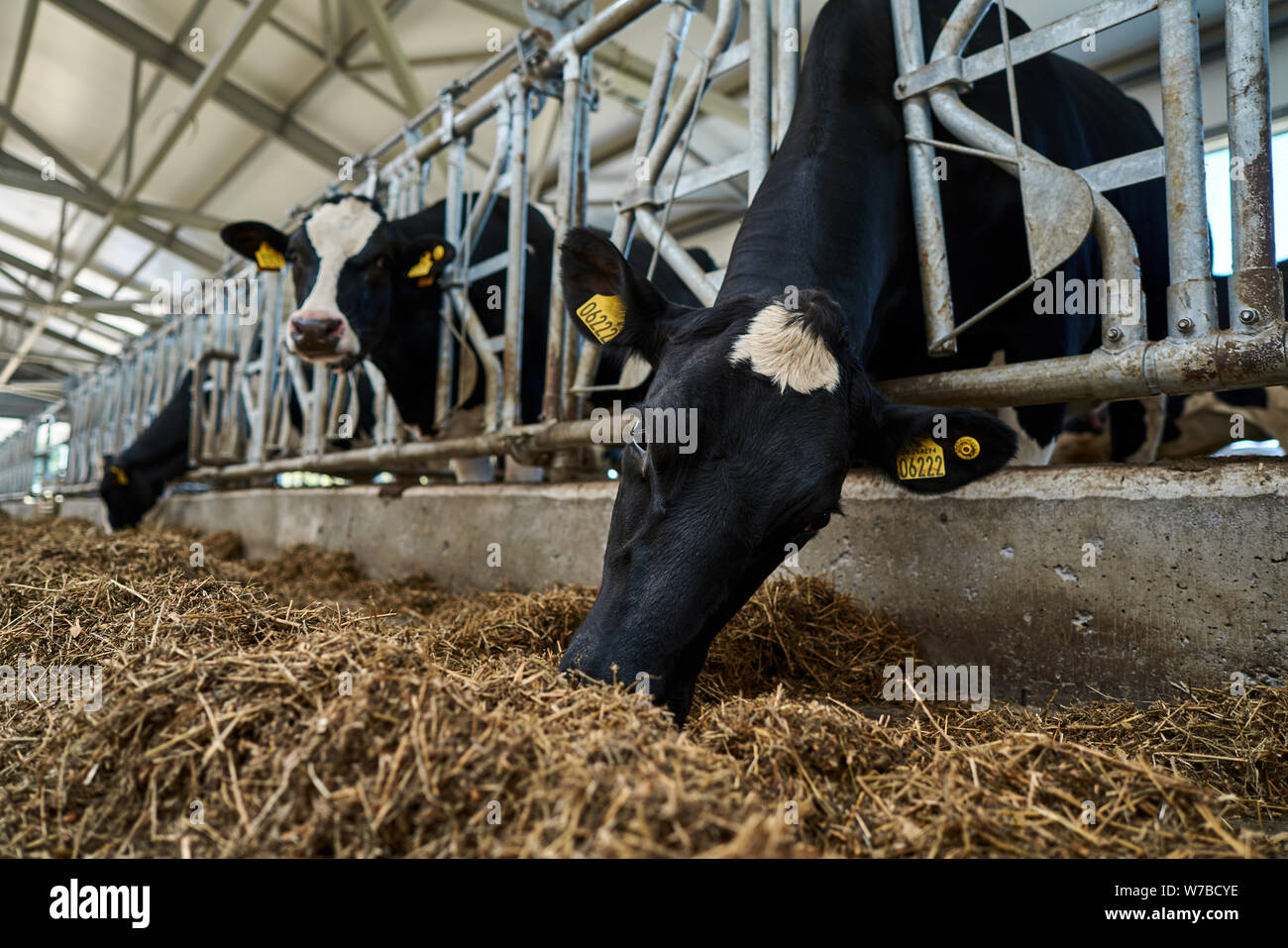 beautiful cows in a modern barn Stock Photo - Alamy