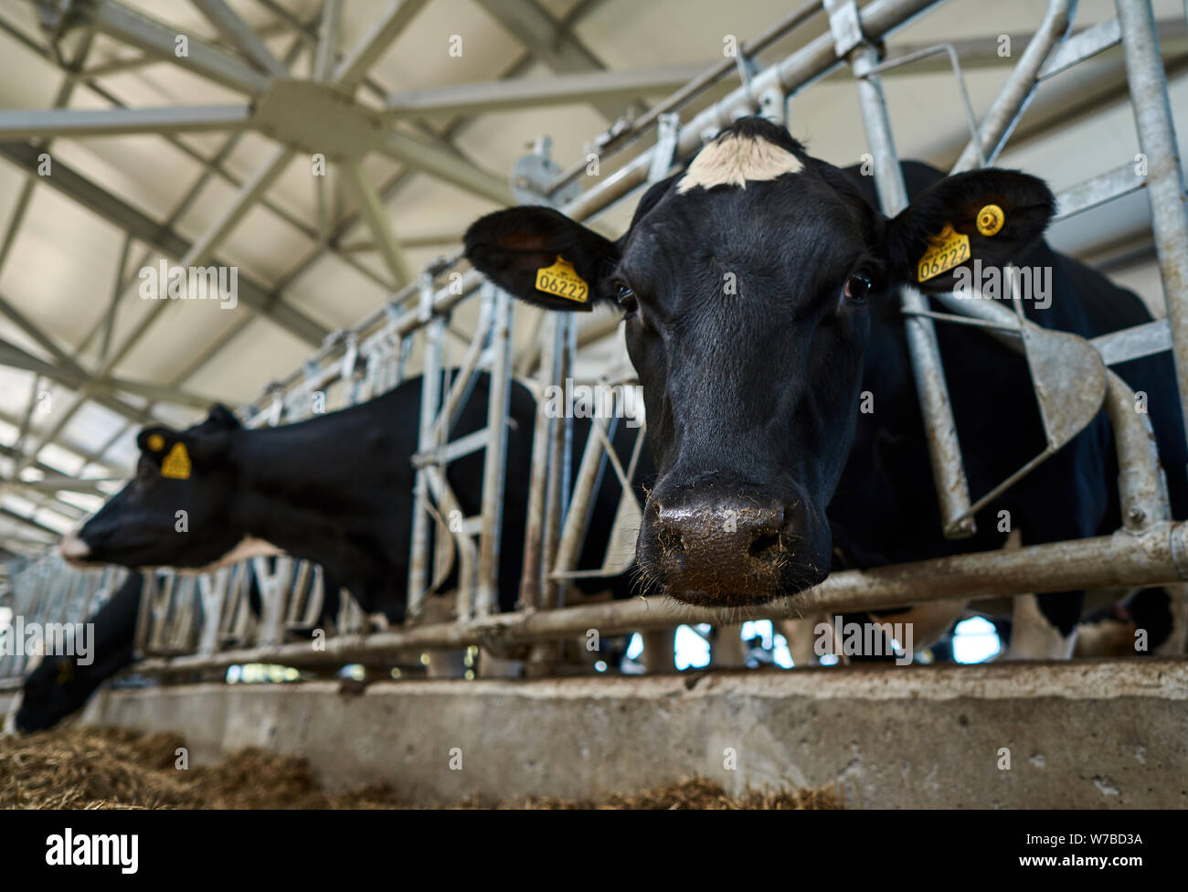 beautiful cows in a modern barn Stock Photo - Alamy