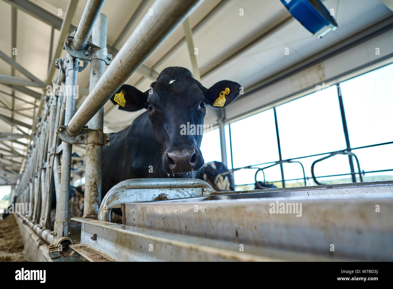 beautiful cows in a modern barn Stock Photo - Alamy