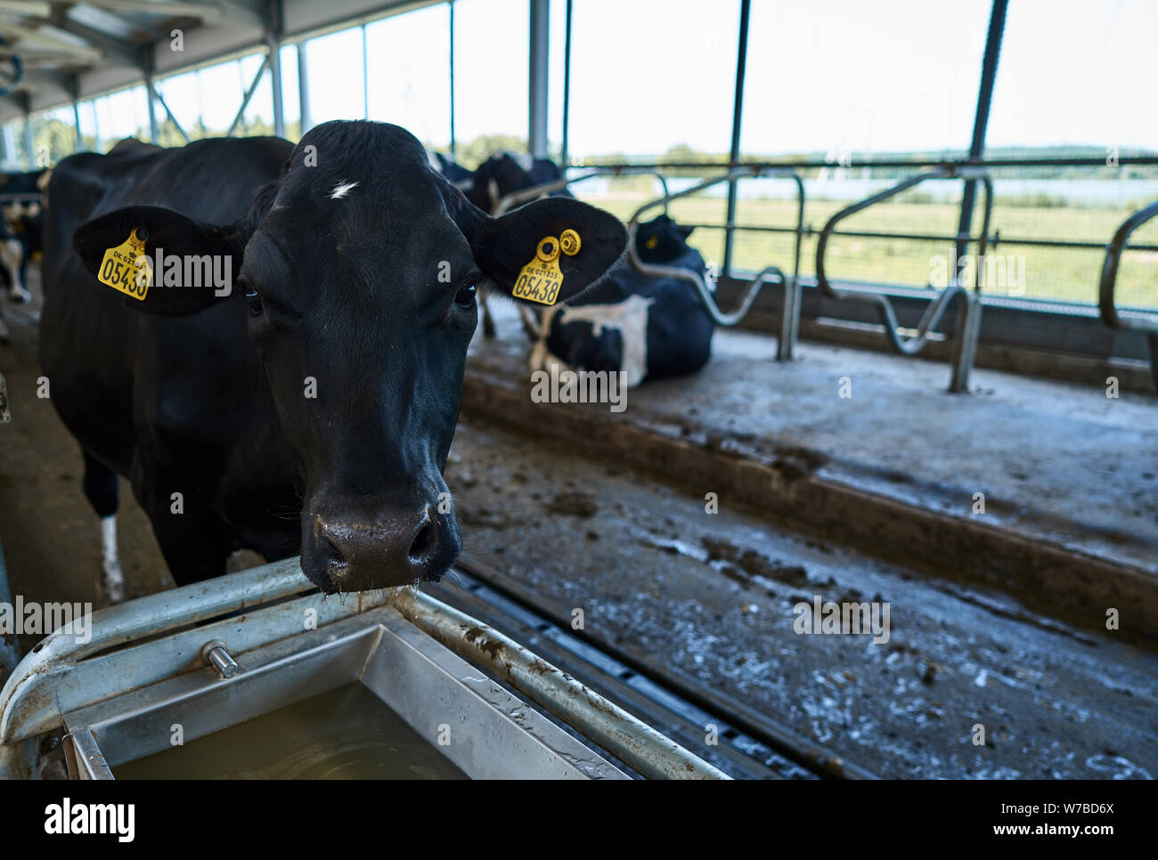 beautiful cows in a modern barn Stock Photo - Alamy
