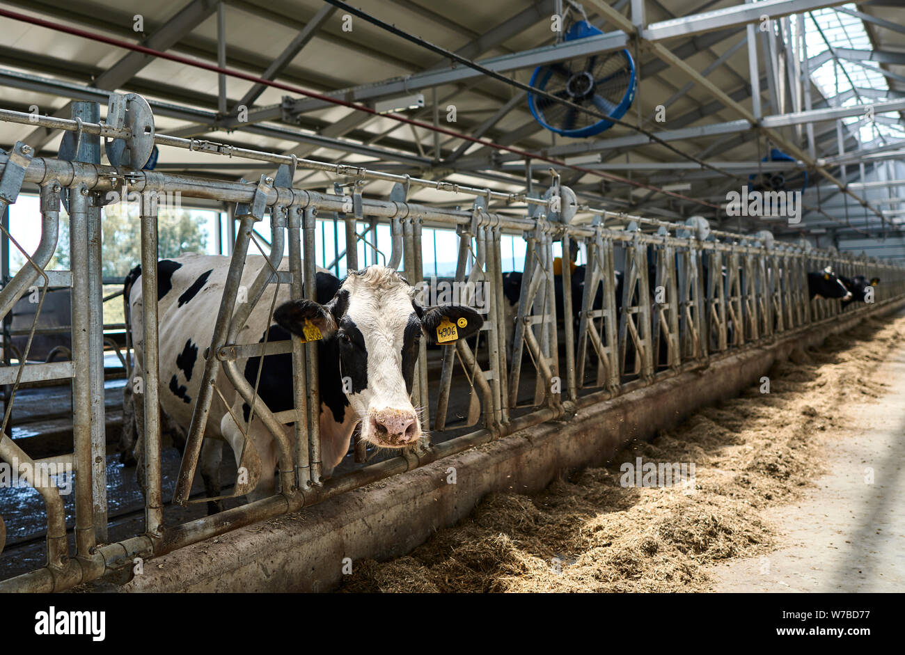 beautiful cows in a modern barn Stock Photo - Alamy
