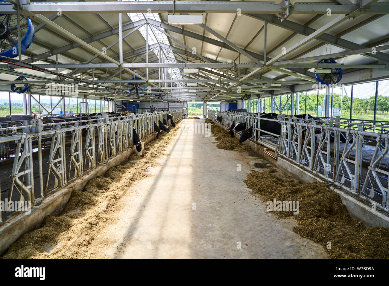 beautiful cows in a modern barn Stock Photo - Alamy