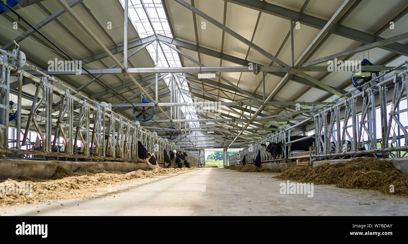 beautiful cows in a modern barn Stock Photo - Alamy