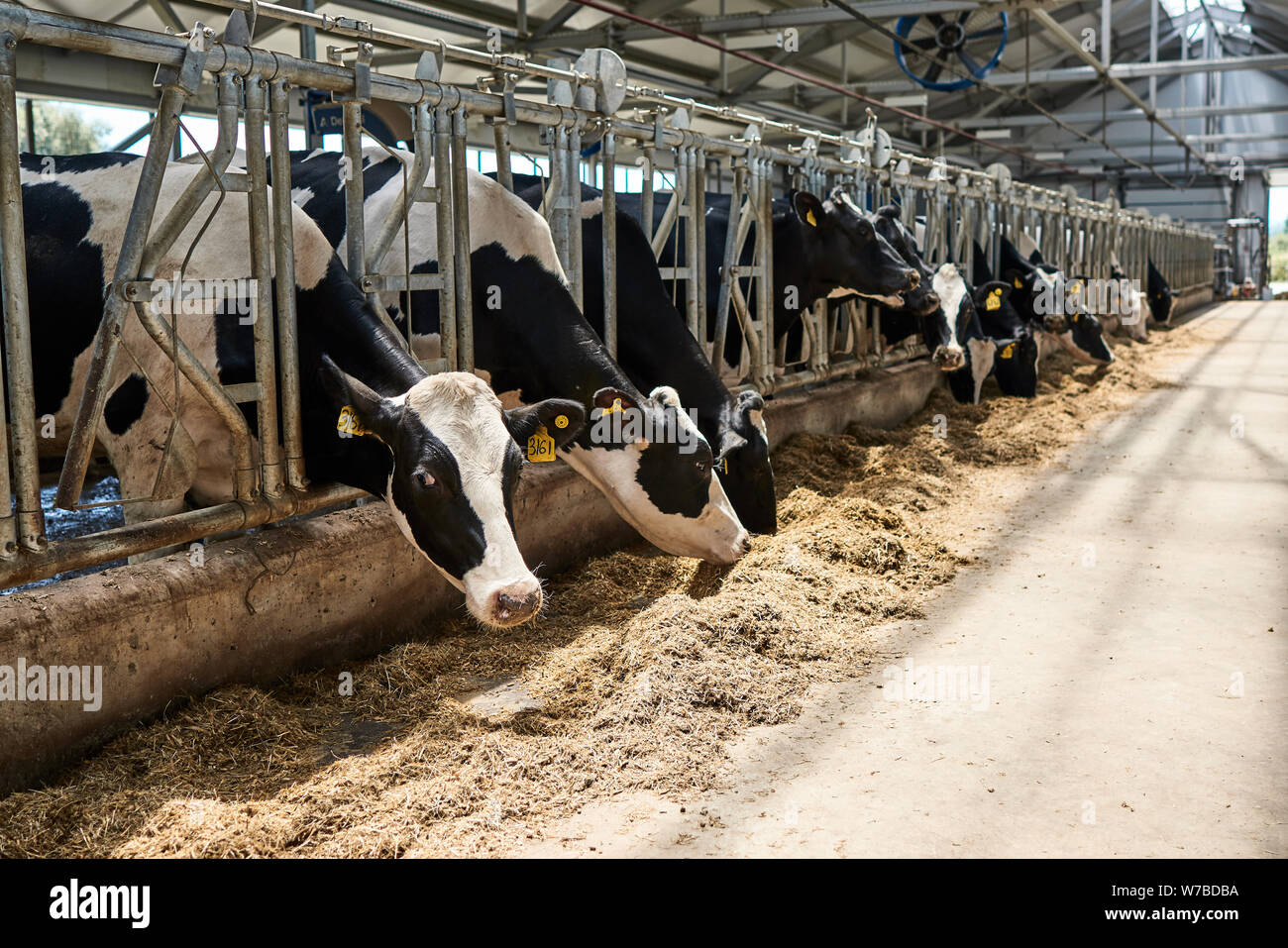 beautiful cows in a modern barn Stock Photo - Alamy