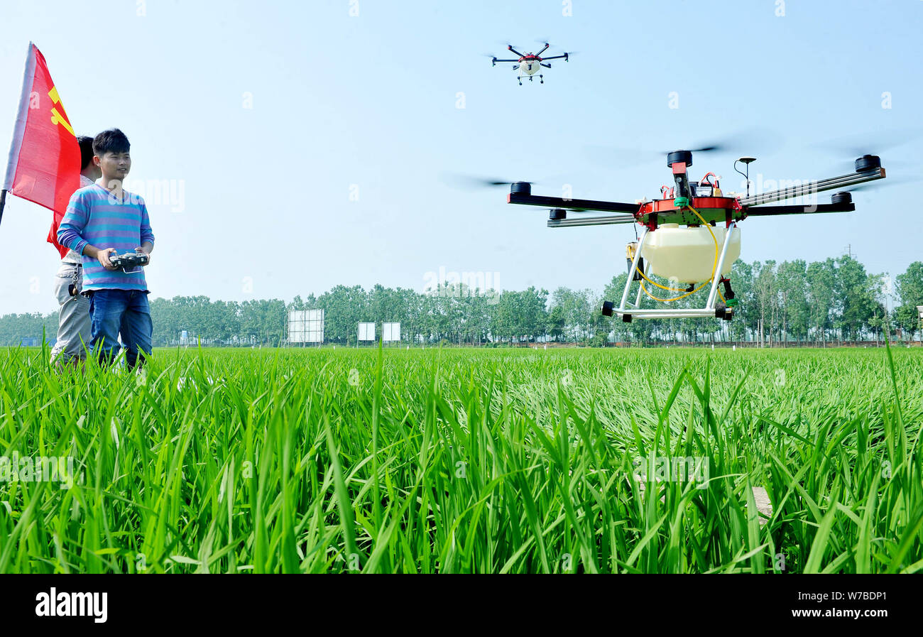 --FILE--A Chinese farmer operates his crop-dusting drone at a wheat ...