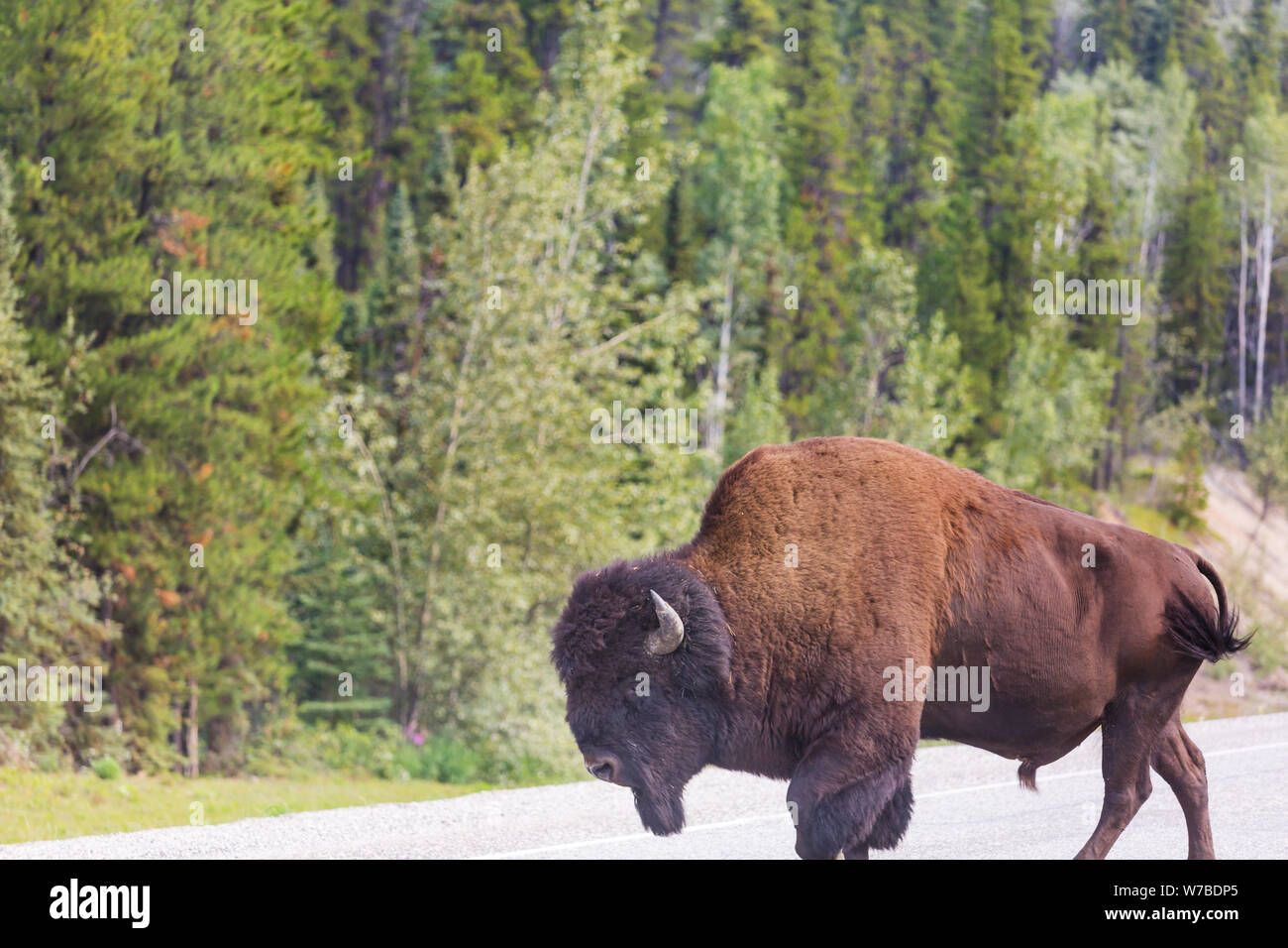 Wild buffalo in Yellowstone National Park, USA Stock Photo - Alamy