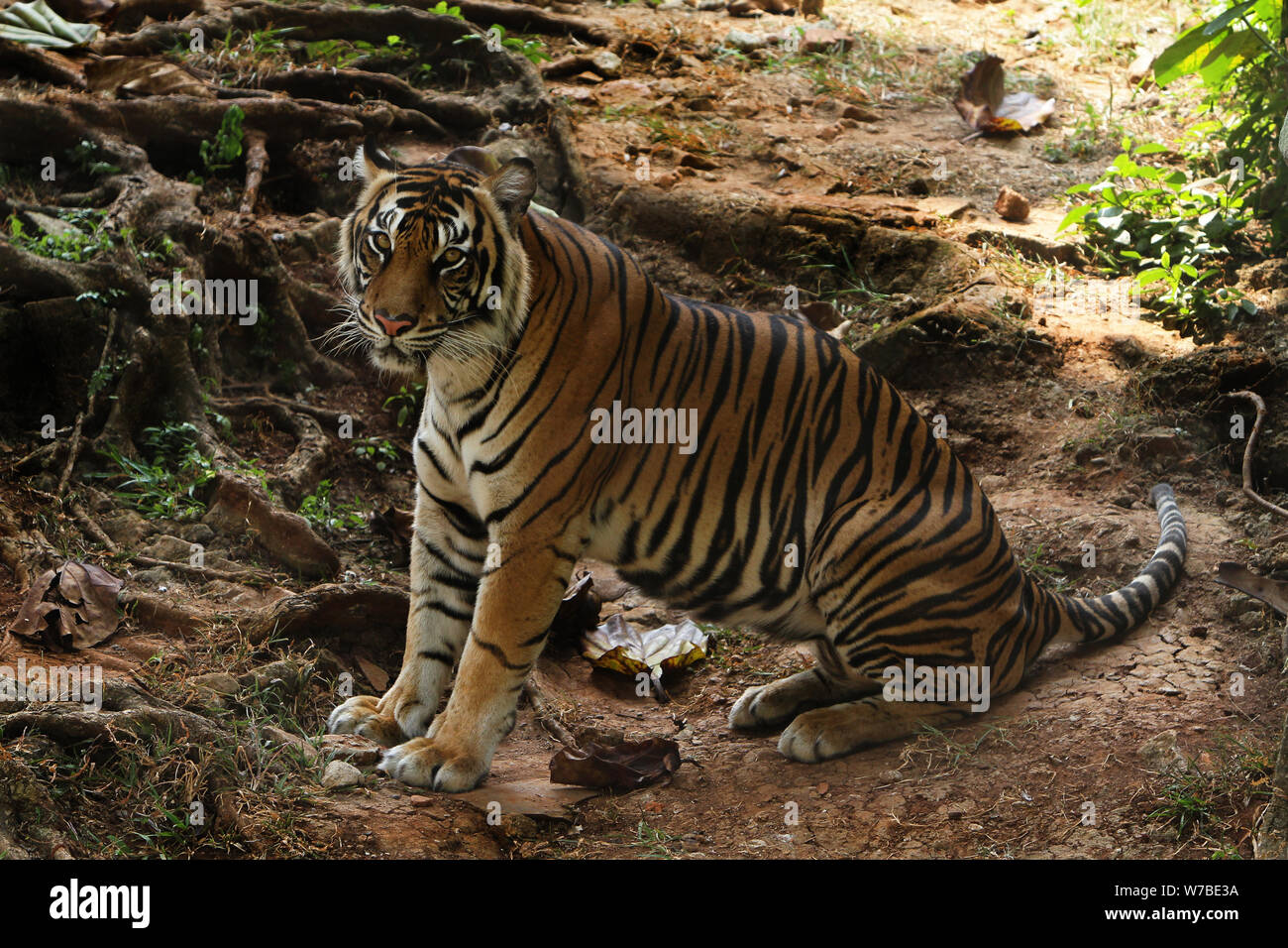 Tiger is sitting watching hi-res stock photography and images - Alamy