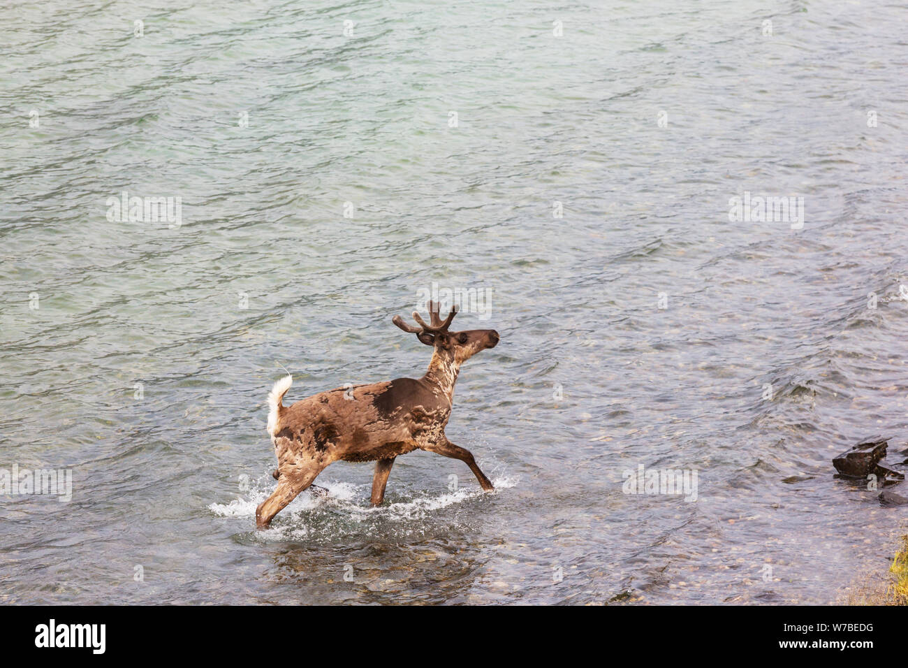 Wild Reindeer in summer season Stock Photo - Alamy