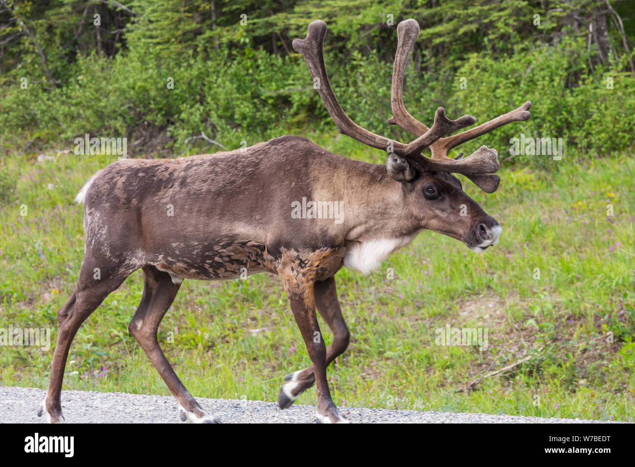 Wild Reindeer in summer season Stock Photo - Alamy