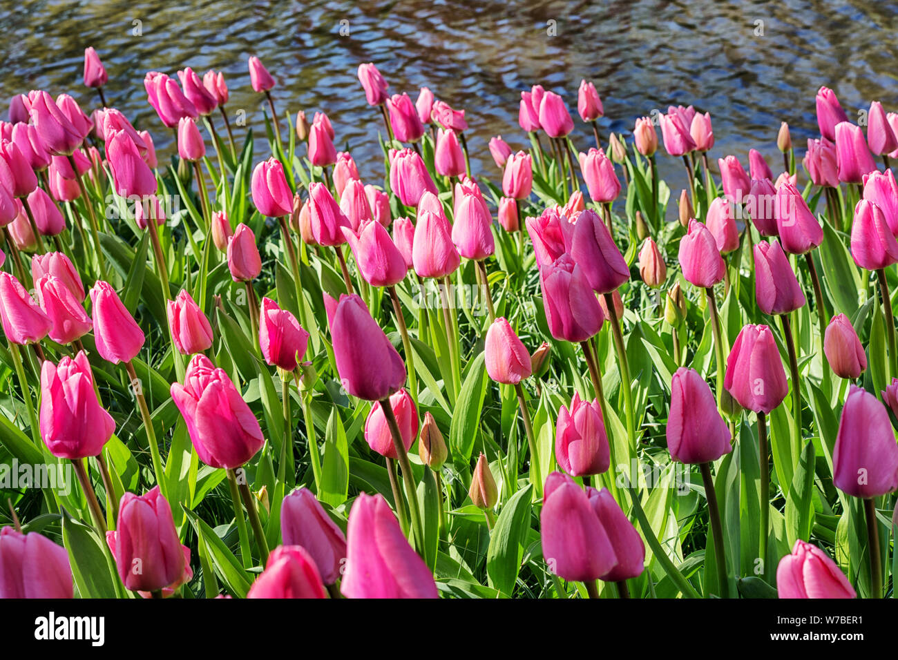 Pink tulips on a background of fresh river water Stock Photo - Alamy