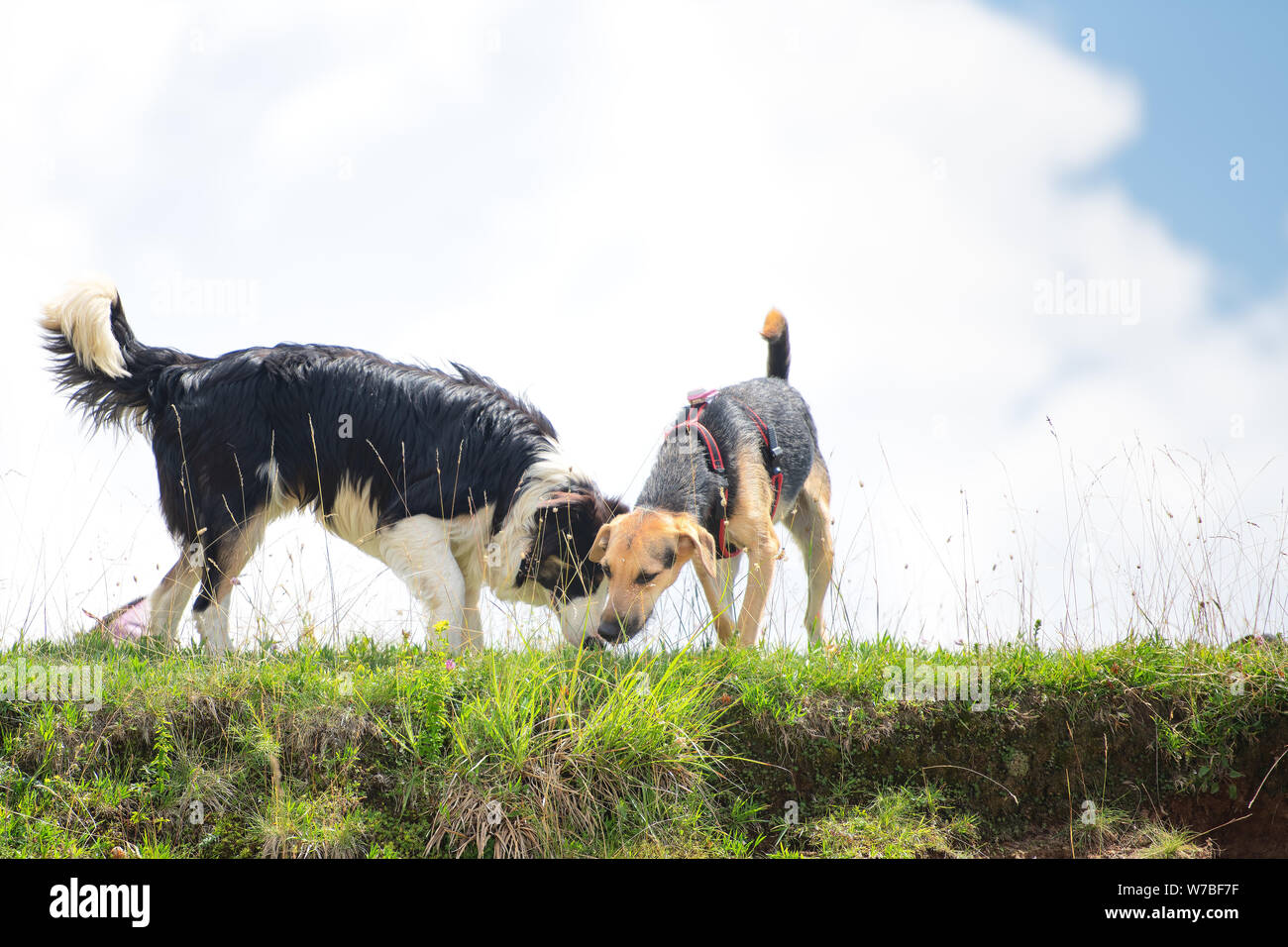 Two dogs smell something in the meadow Stock Photo - Alamy