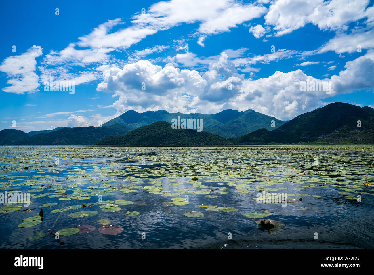 Montenegro, Endless green fields of lily pads and water lily plants ...