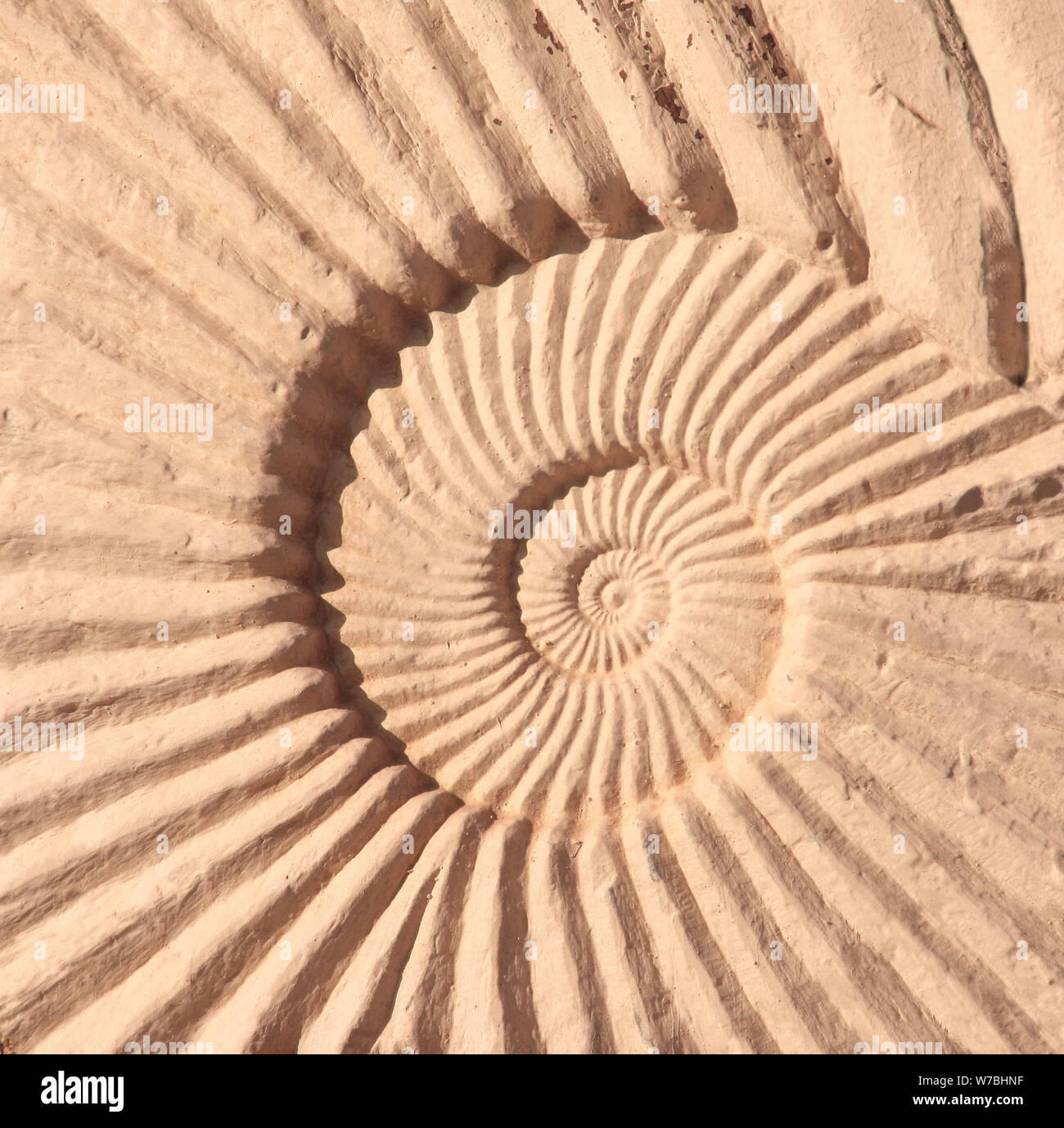 Prehistoric shell hi-res stock photography and images - Alamy