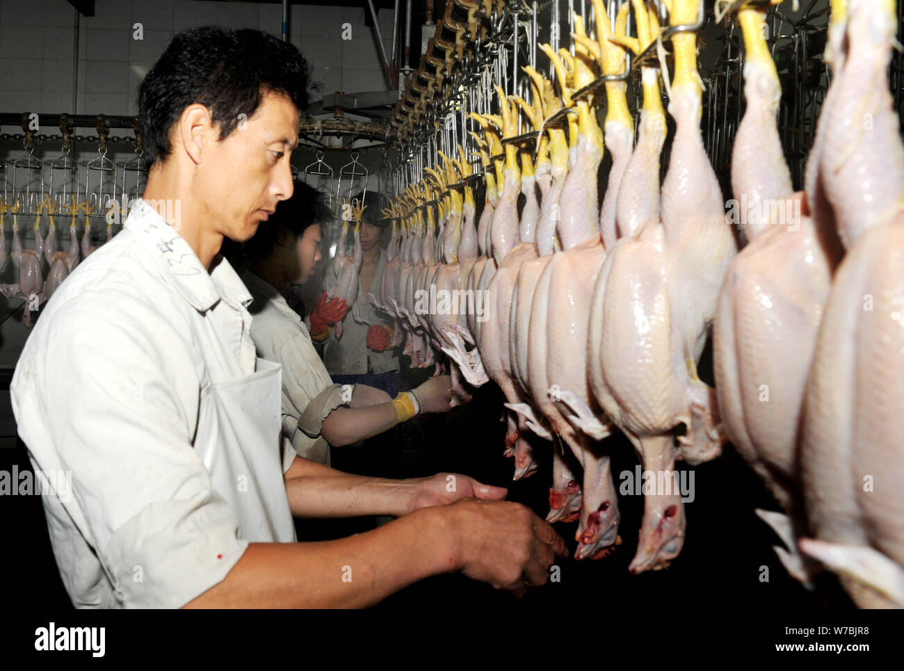 Chinese workers process chicken on the production line at the poultry ...