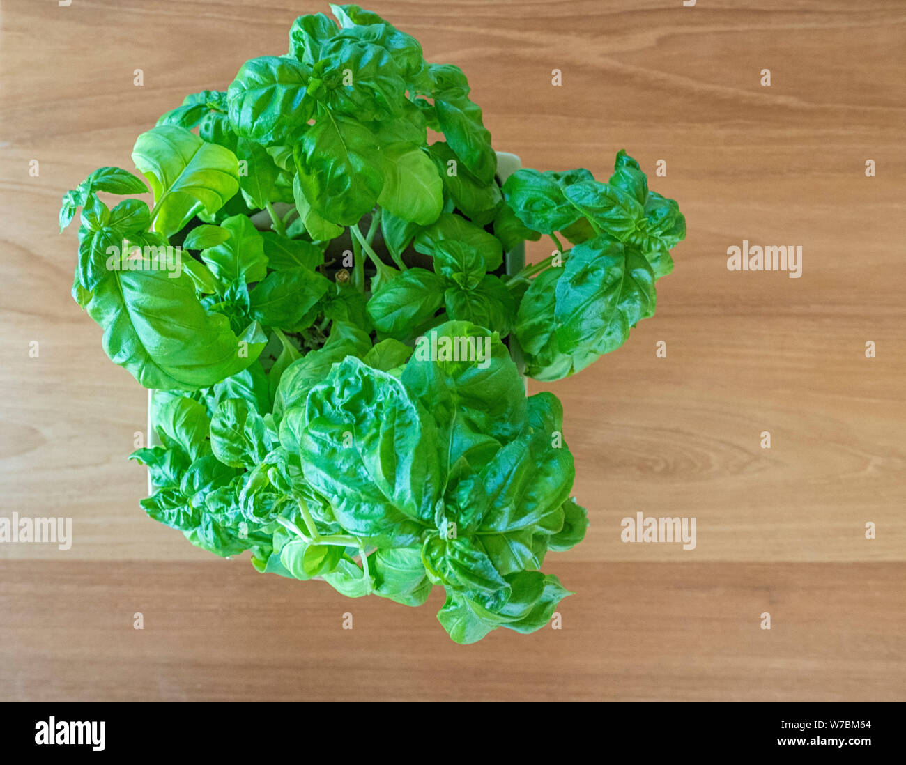 Overhead view of a basil plant and leaves on a hardwood background ...