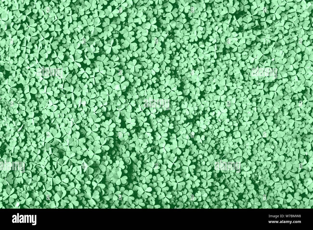 Close up of of trendy mint toned fresh shamrock leaves. Green nature ...