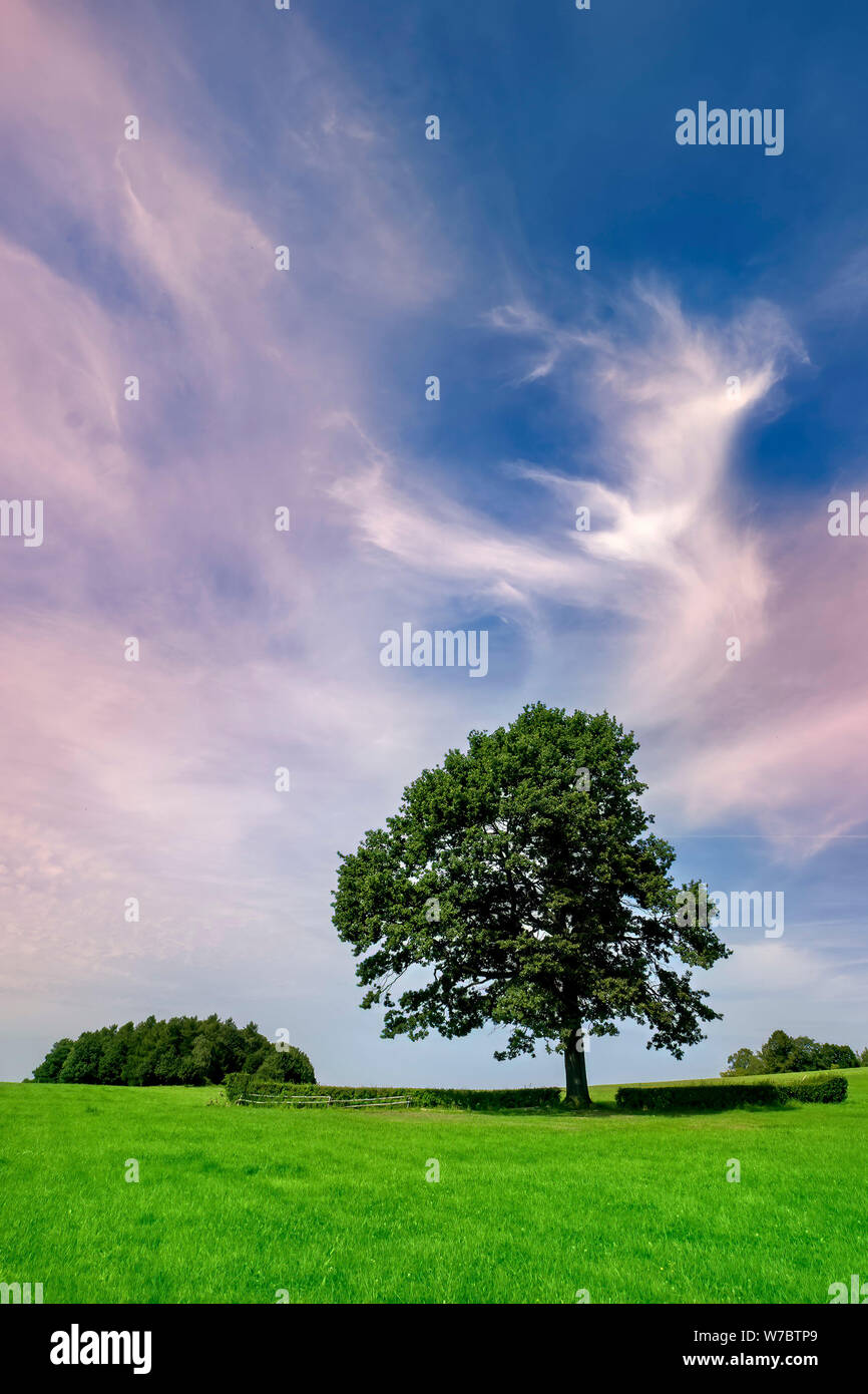 Magnificent ancient oak tree on the field Stock Photo - Alamy