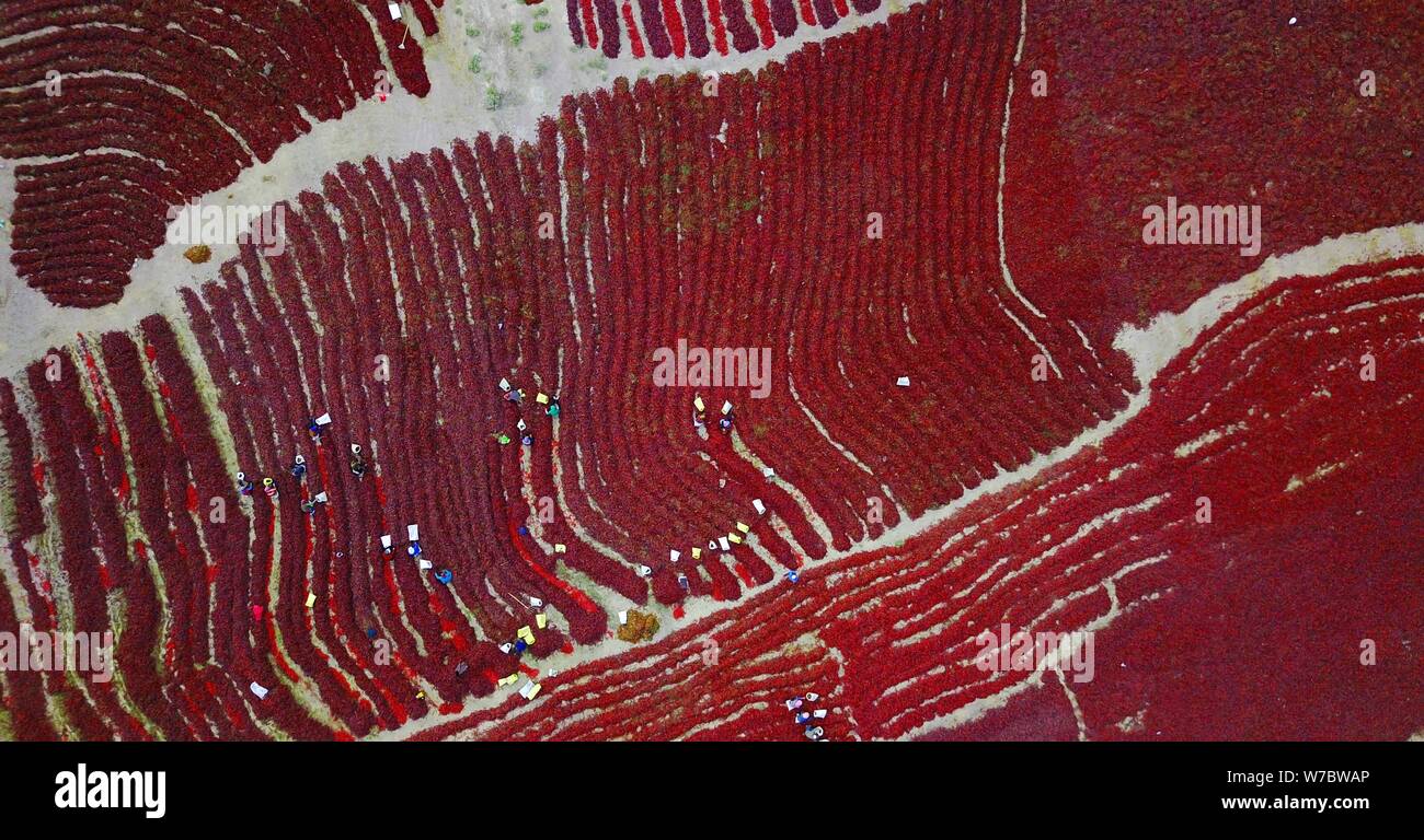 Aerial view of the chili peppers for air-drying in Bayingol Mongolian ...