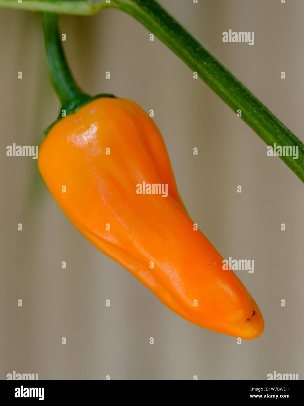 Chili pepper fruit hi-res stock photography and images - Alamy