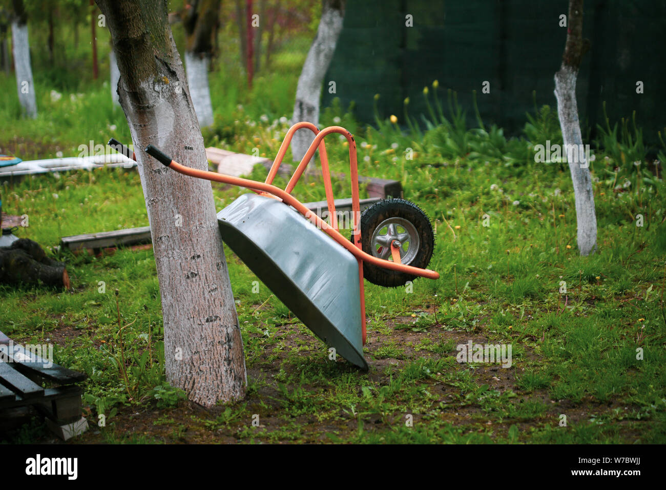 Metal wheelbarrow on a tree in a rural courtyard on a rainy day Stock ...
