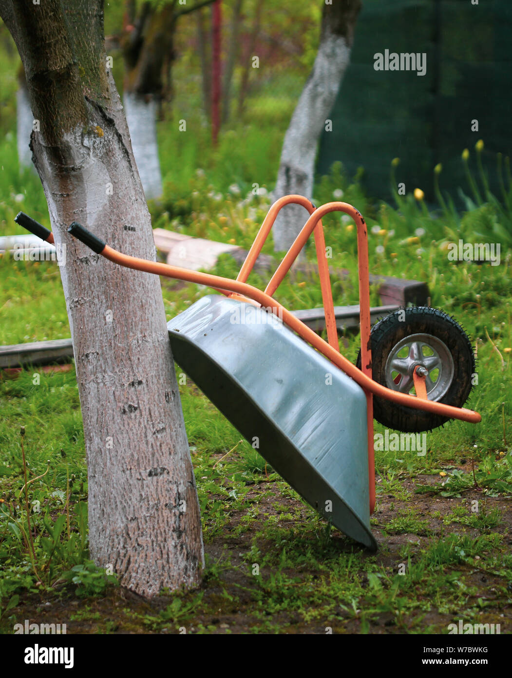 Metal wheelbarrow on a tree in a rural courtyard on a rainy day Stock ...