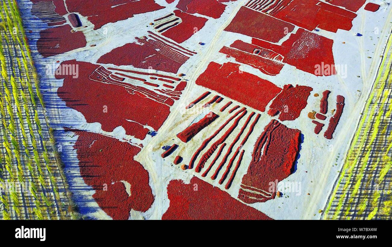 Aerial view of the chili peppers for air-drying in Bayingol Mongolian ...